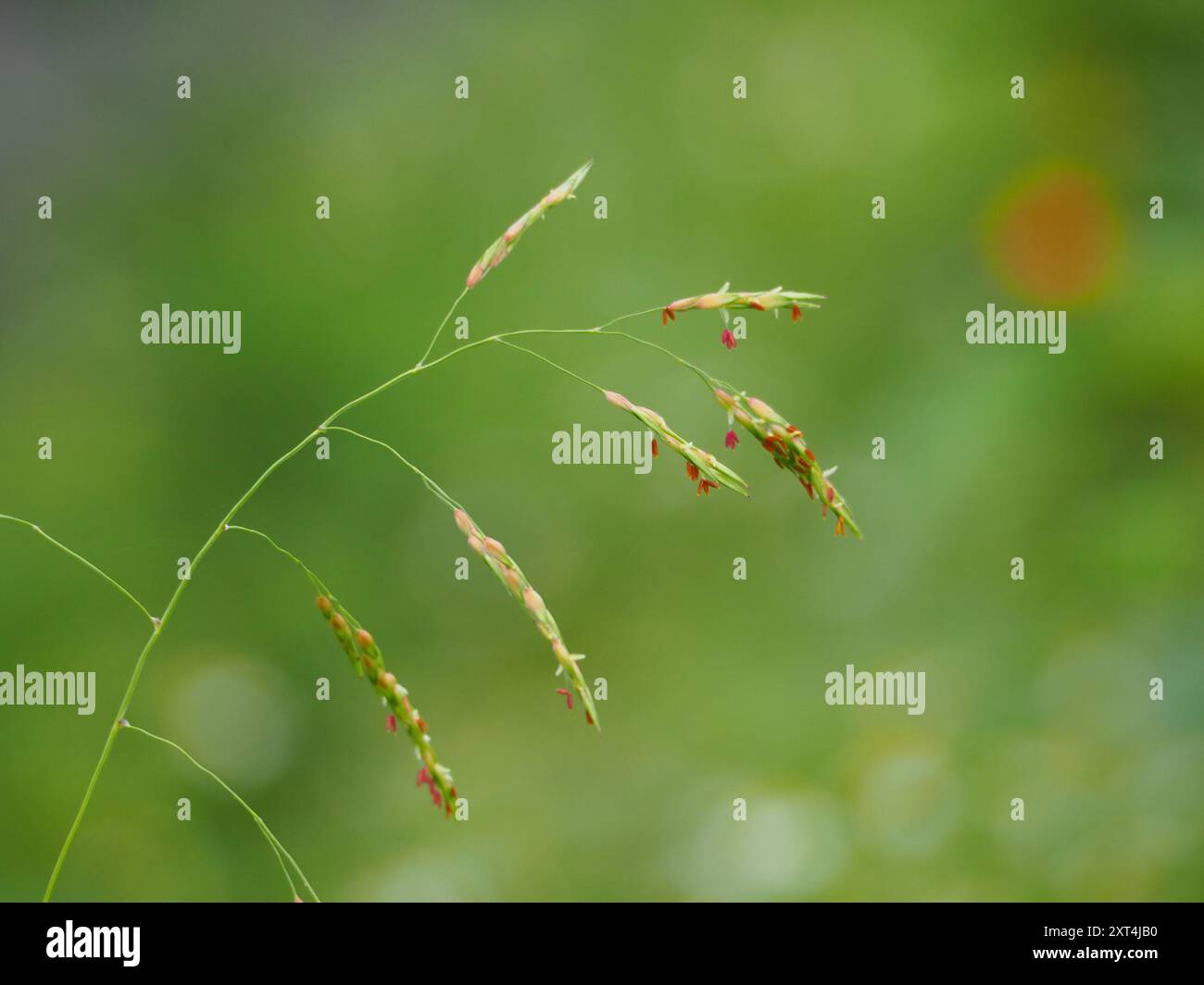 Johnson grass (Sorghum halepense) Plantae Stock Photo - Alamy
