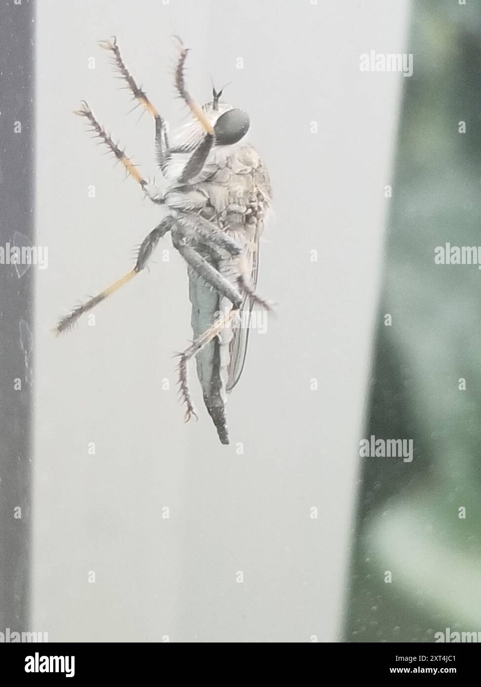 Sand Hammertail (Efferia albibarbis) Insecta Stock Photo - Alamy