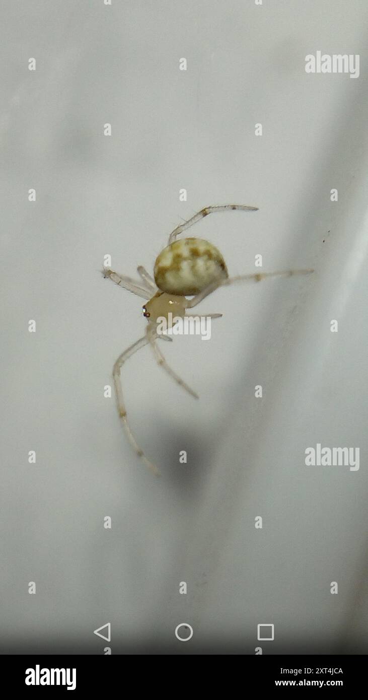 Comb-footed Spiders (Theridiidae) Arachnida Stock Photo - Alamy