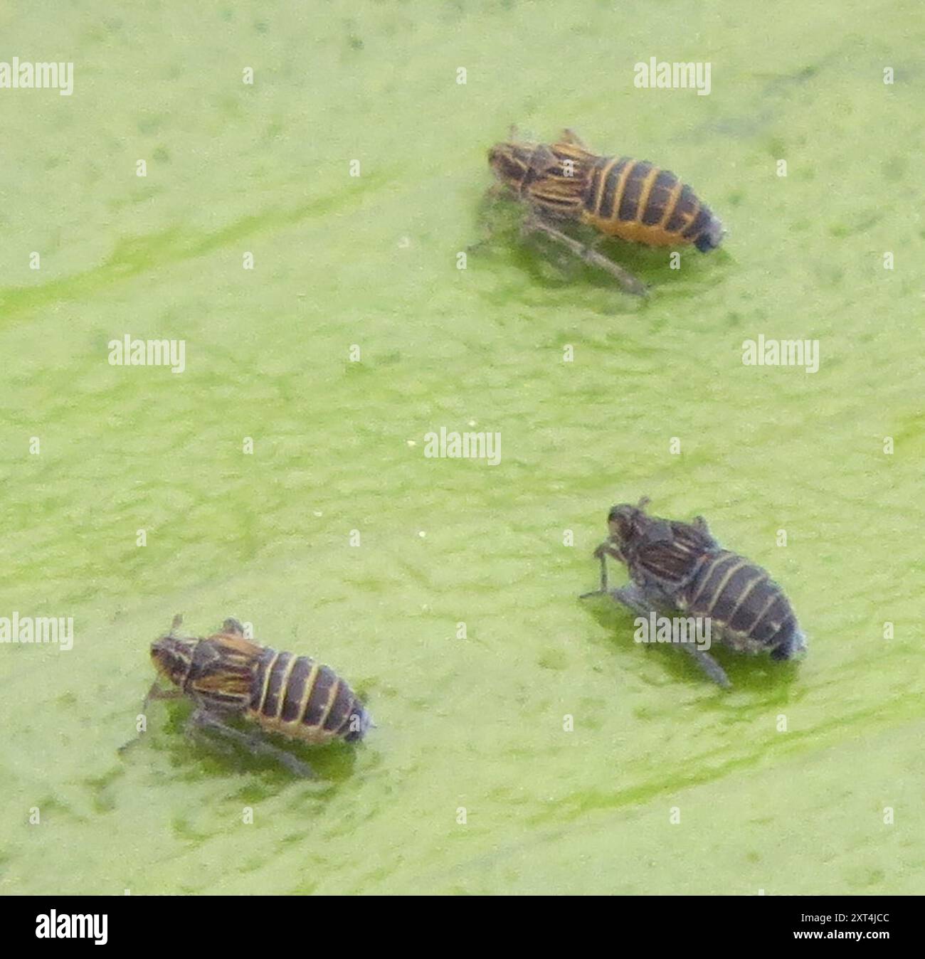 waterlily planthopper (Megamelus davisi) Insecta Stock Photo - Alamy