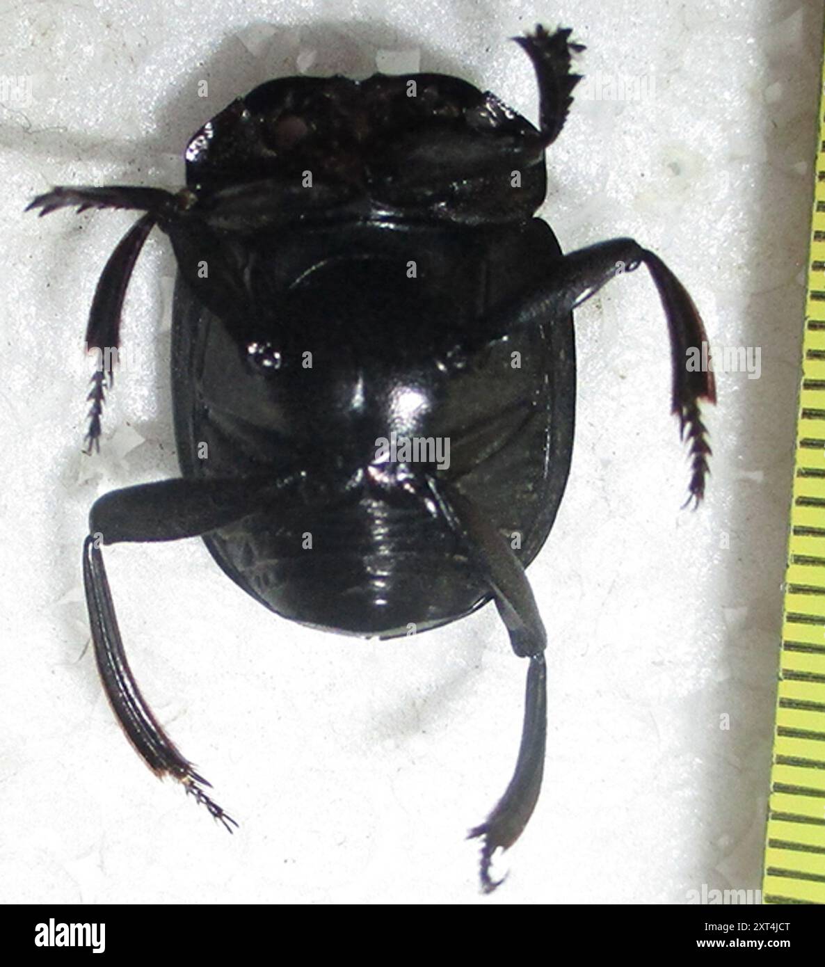 Plum Dung Beetle (Chalconotus convexus) Insecta Stock Photo - Alamy