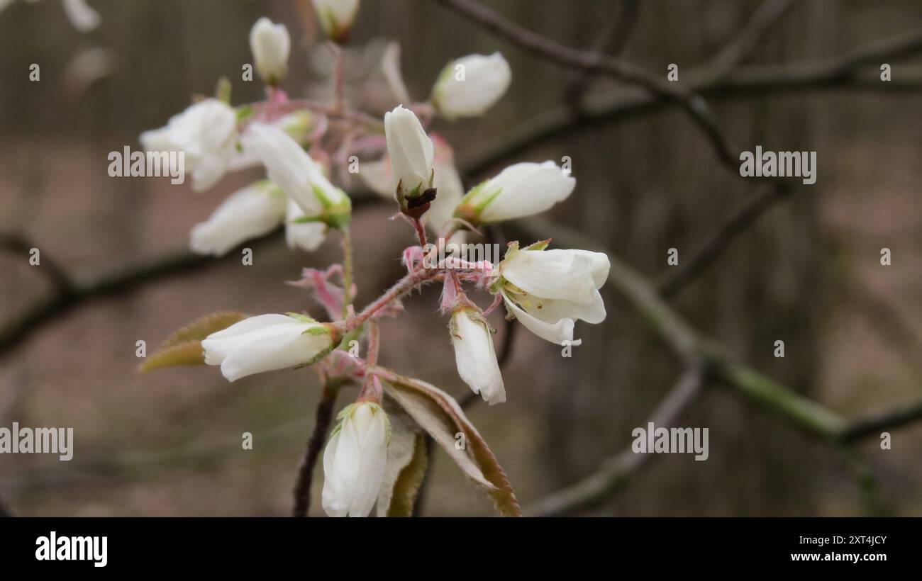 common serviceberry (Amelanchier arborea) Plantae Stock Photo - Alamy