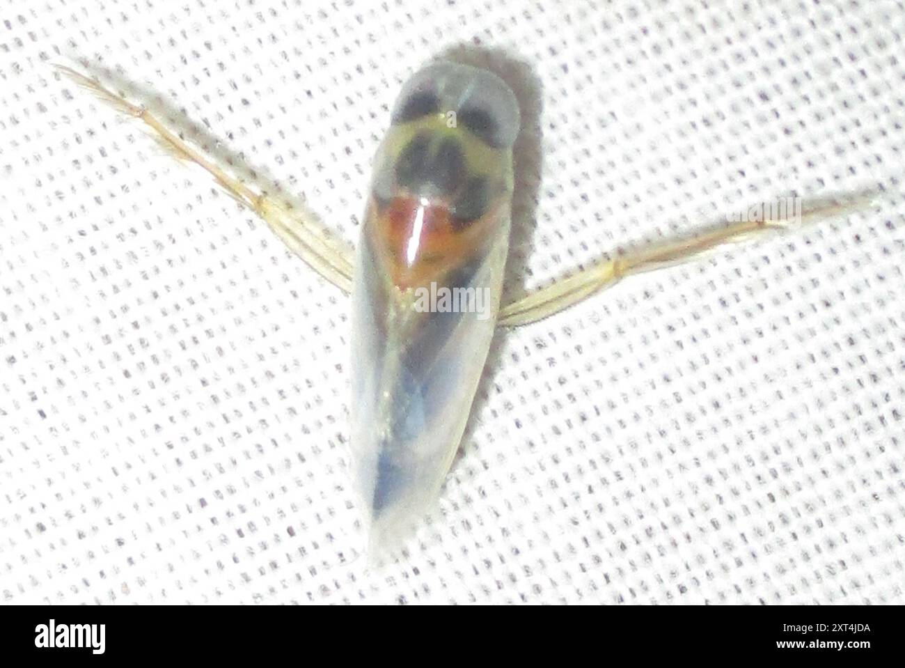 Common Backswimmers (Anisops) Insecta Stock Photo - Alamy