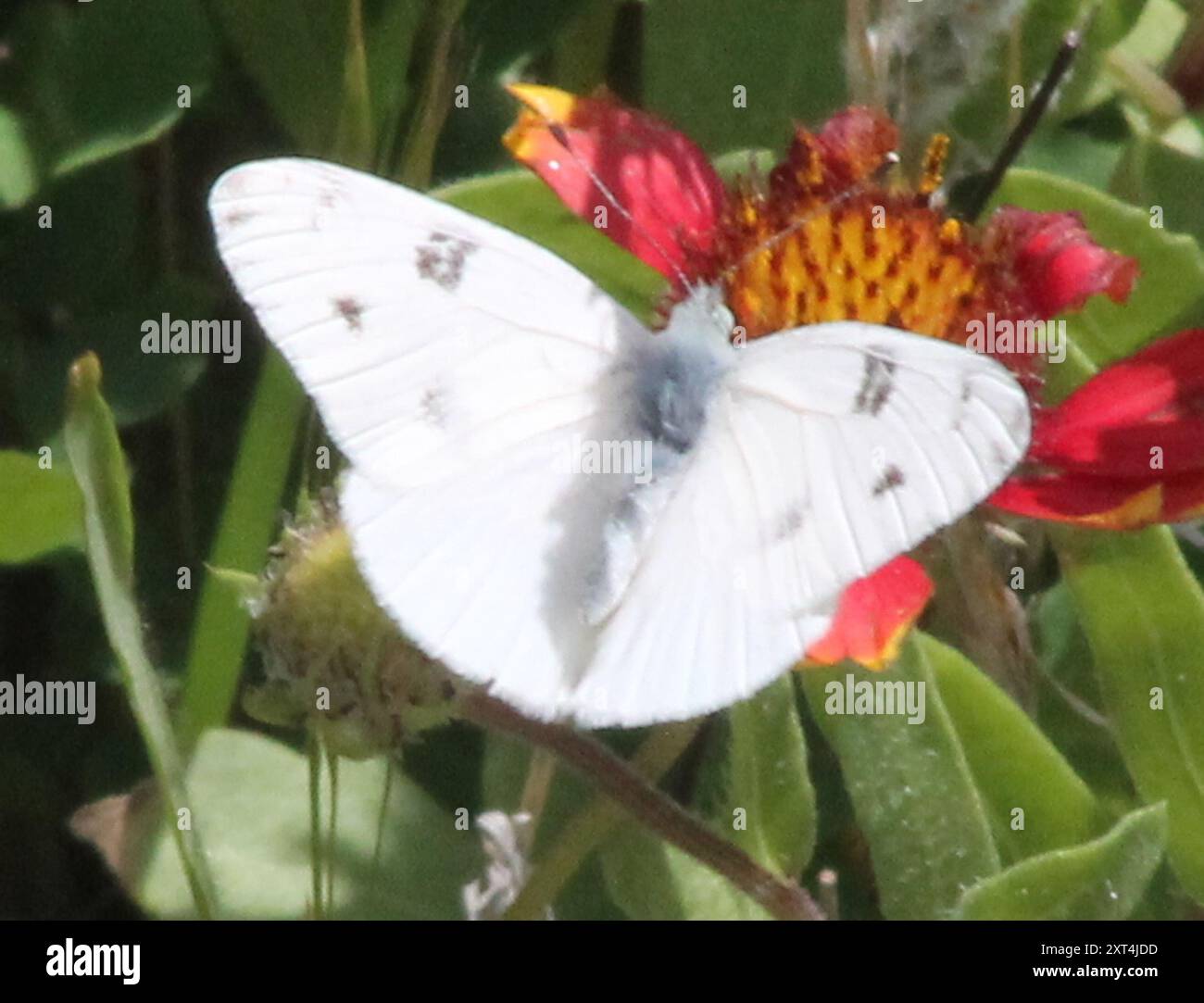 Checkered White (Pontia protodice) Insecta Stock Photo - Alamy