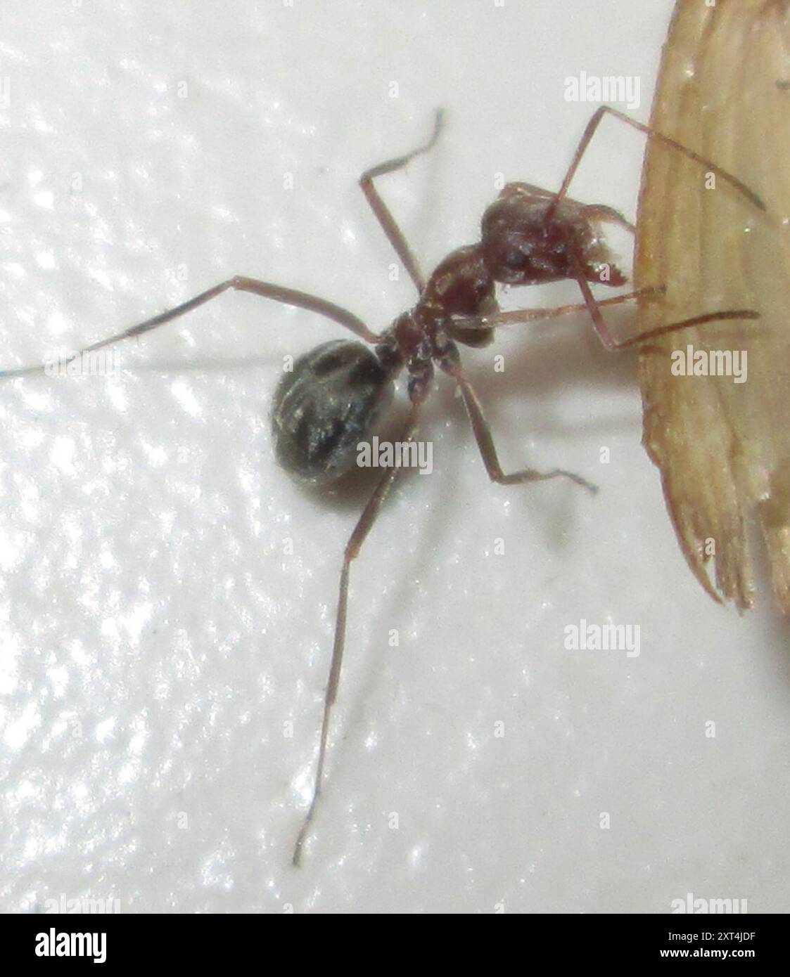 Large Pugnacious Ant (Anoplolepis custodiens) Insecta Stock Photo - Alamy