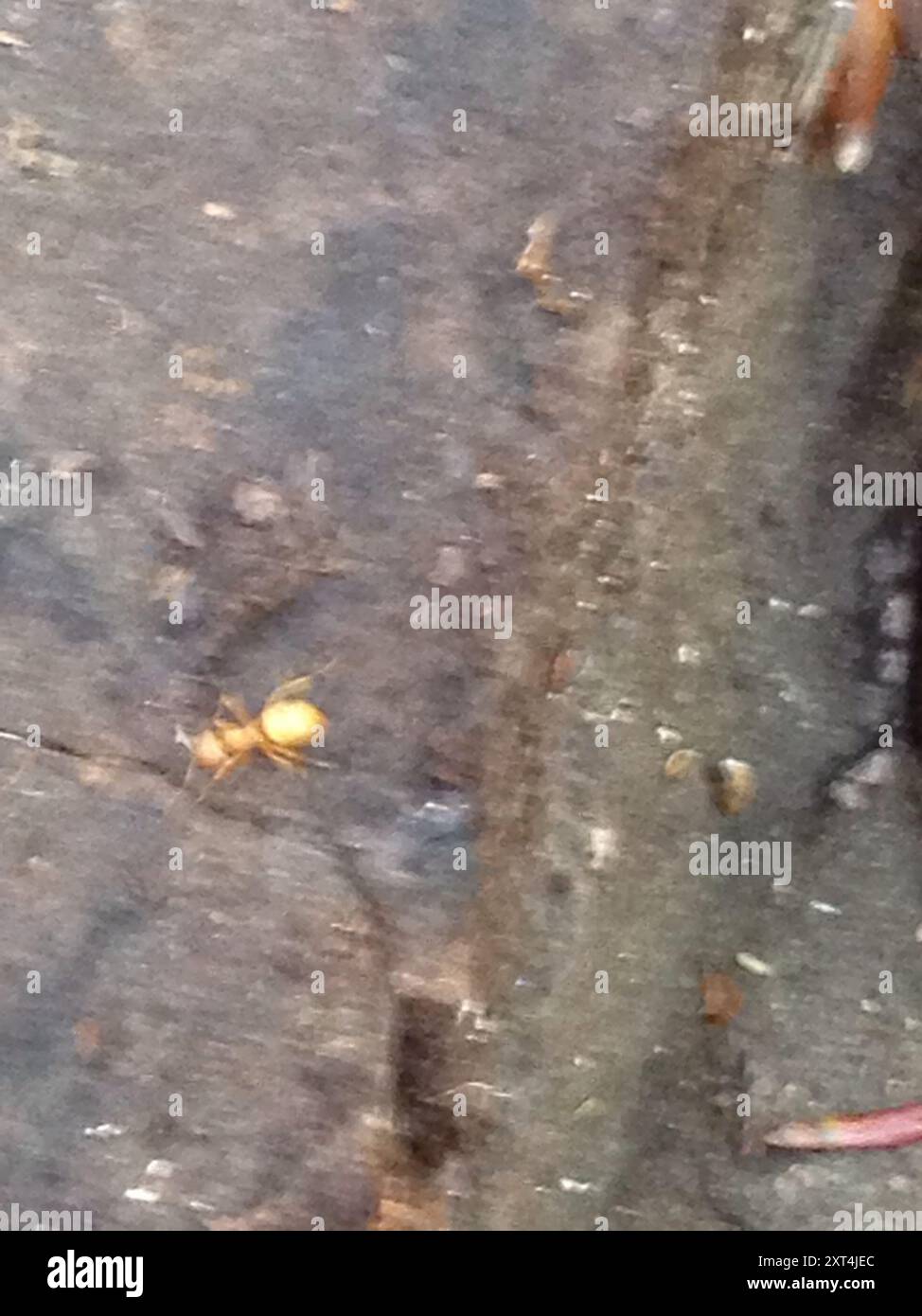 Citronella Ants (Acanthomyops) Insecta Stock Photo - Alamy