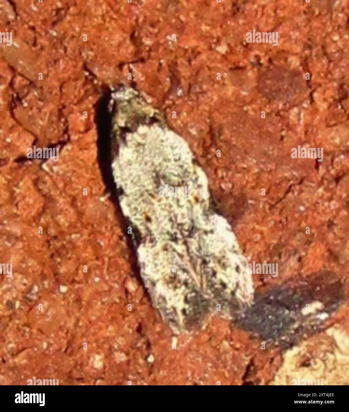 Taygete hi-res stock photography and images - Alamy