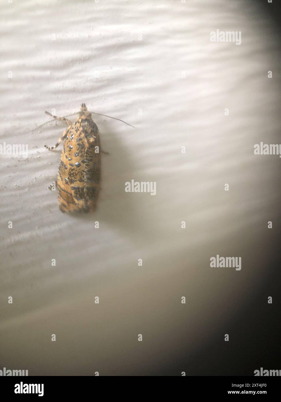 Fruit-tree Leafroller Moth (Archips argyrospila) Insecta Stock Photo ...