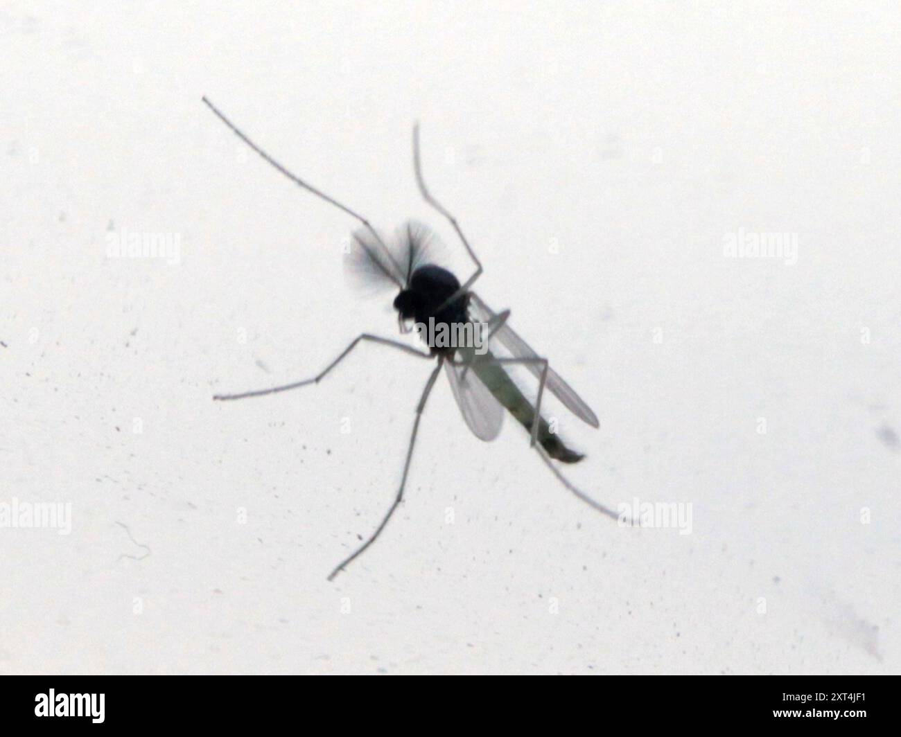 Non-biting Midges (Chironomidae) Insecta Stock Photo - Alamy