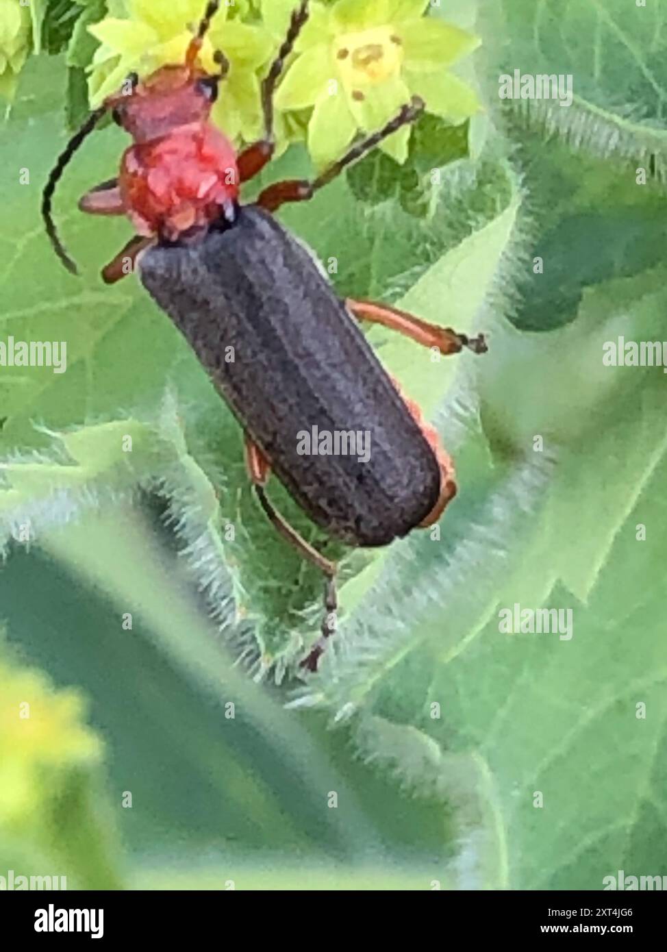 Downy Leather-winged Beetle (Podabrus pruinosus) Insecta Stock Photo ...