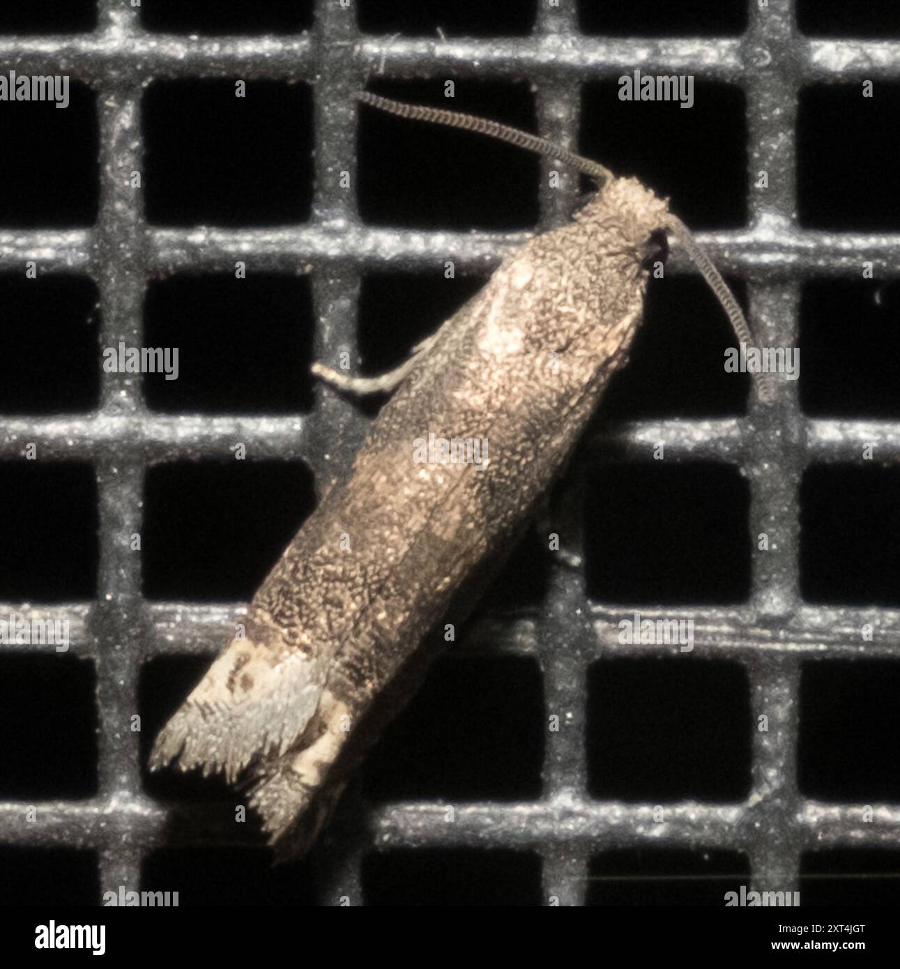 Ragweed Borer Moth (Epiblema strenuana) Insecta Stock Photo - Alamy