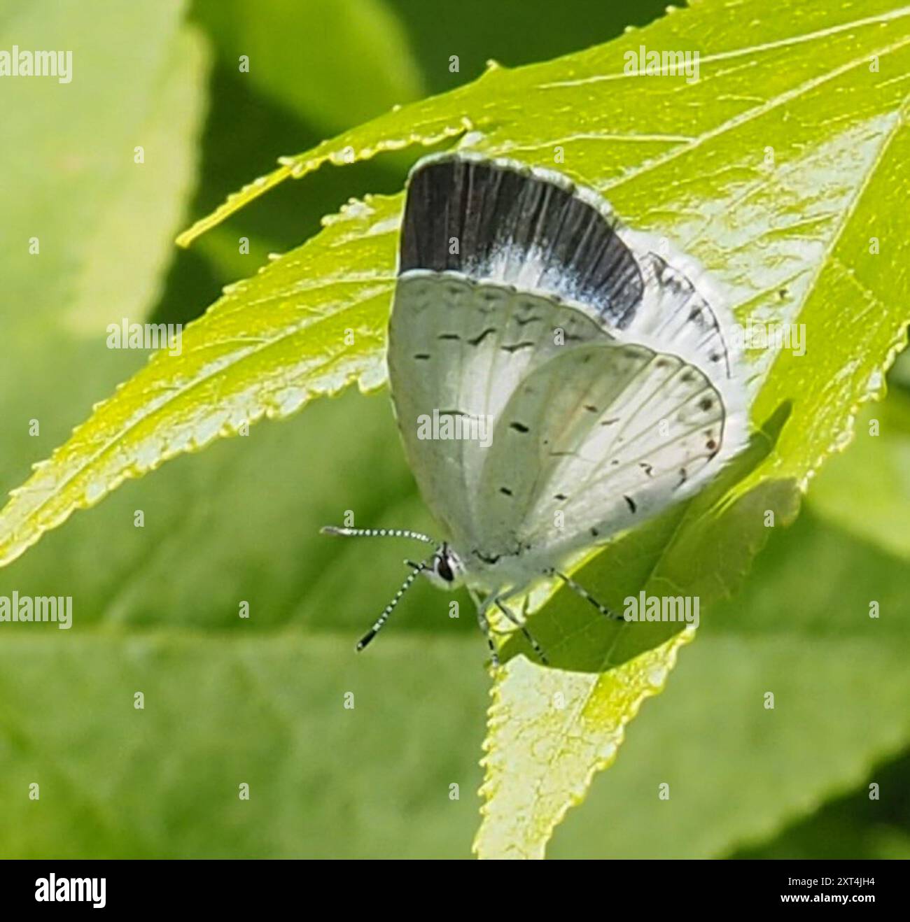 Summer Azure (Celastrina neglecta) Insecta Stock Photo - Alamy