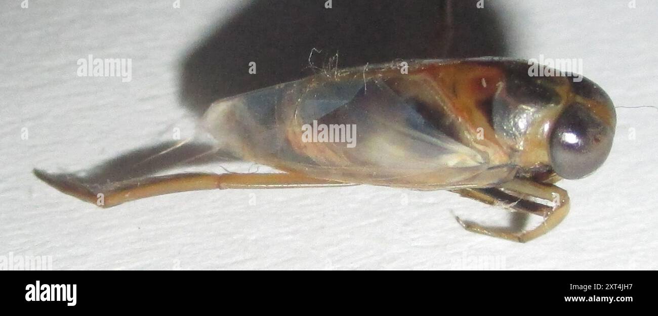 Common Backswimmers (Anisops) Insecta Stock Photo - Alamy