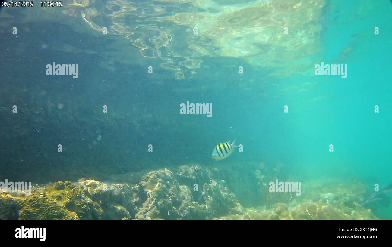 Atlantic Sergeant Major (Abudefduf saxatilis) Actinopterygii Stock ...