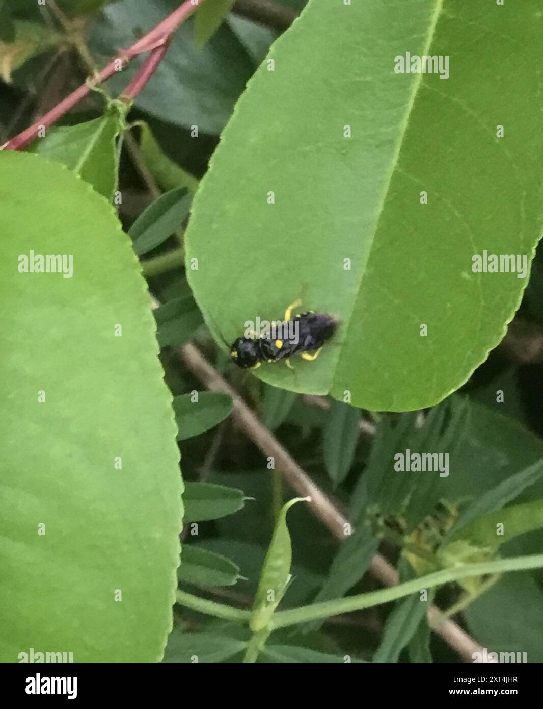 Web-spinning Sawflies (Pamphiliidae) Insecta Stock Photo - Alamy