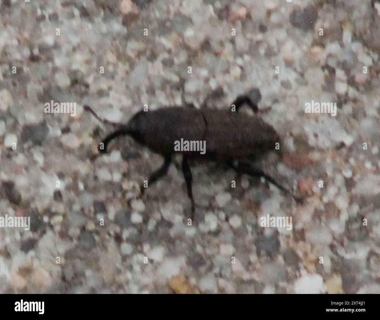 Bluegrass Billbug (Sphenophorus parvulus) Insecta Stock Photo - Alamy