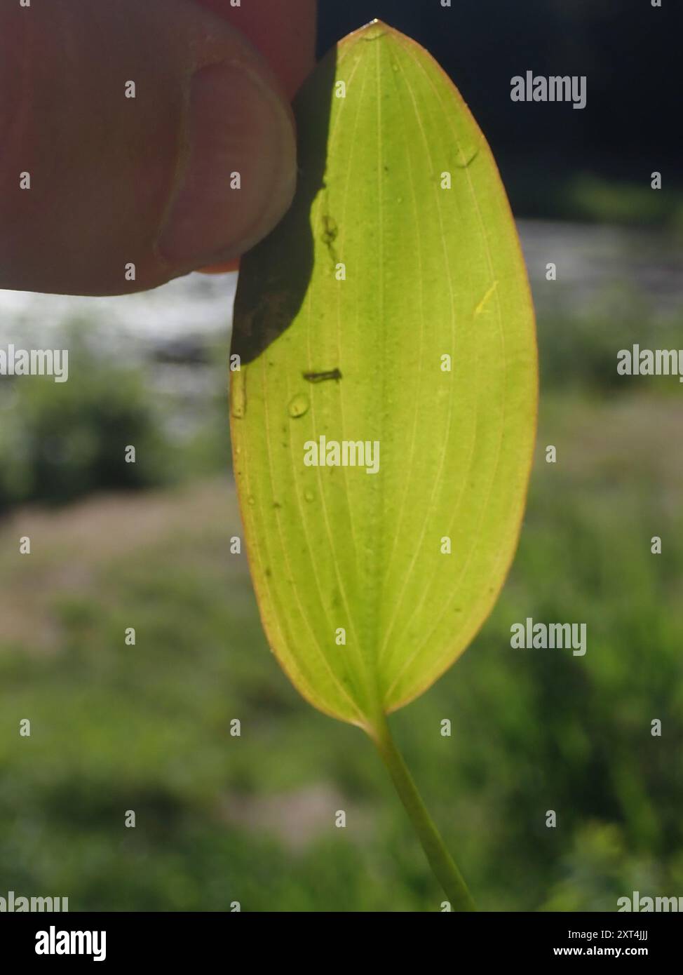 floating-leaved pondweed (Potamogeton natans) Plantae Stock Photo - Alamy