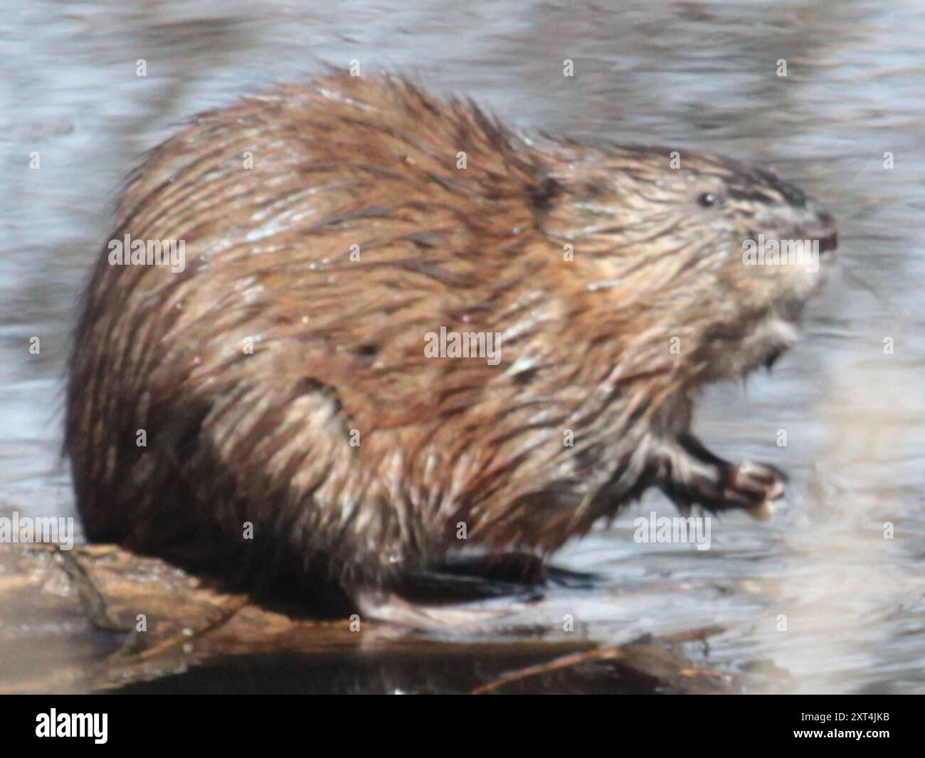 Muskrat (Ondatra zibethicus) Mammalia Stock Photo - Alamy