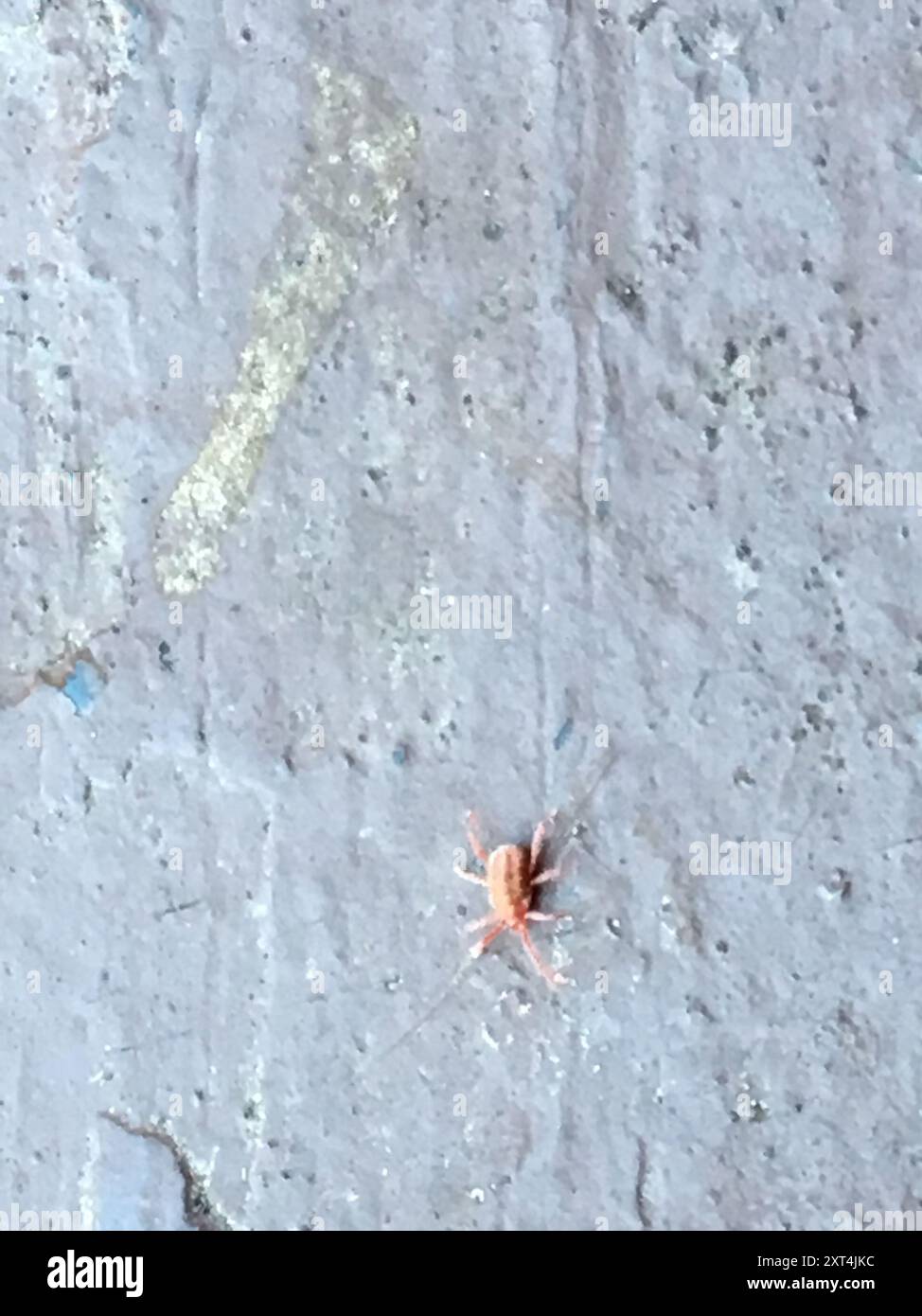 Sidewalk Mites (Balaustium) Arachnida Stock Photo - Alamy