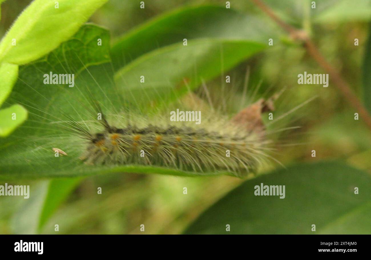 Fall Webworm Moth (Hyphantria cunea) Insecta Stock Photo - Alamy