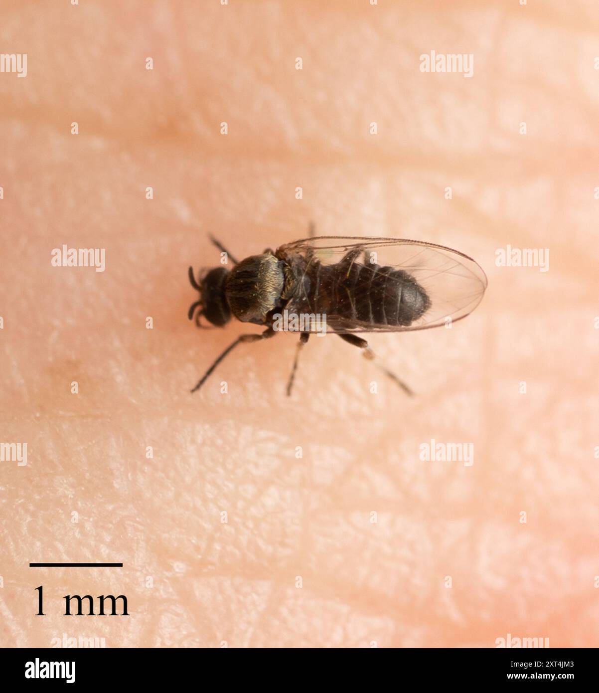 Black Flies (Simuliidae) Insecta Stock Photo - Alamy