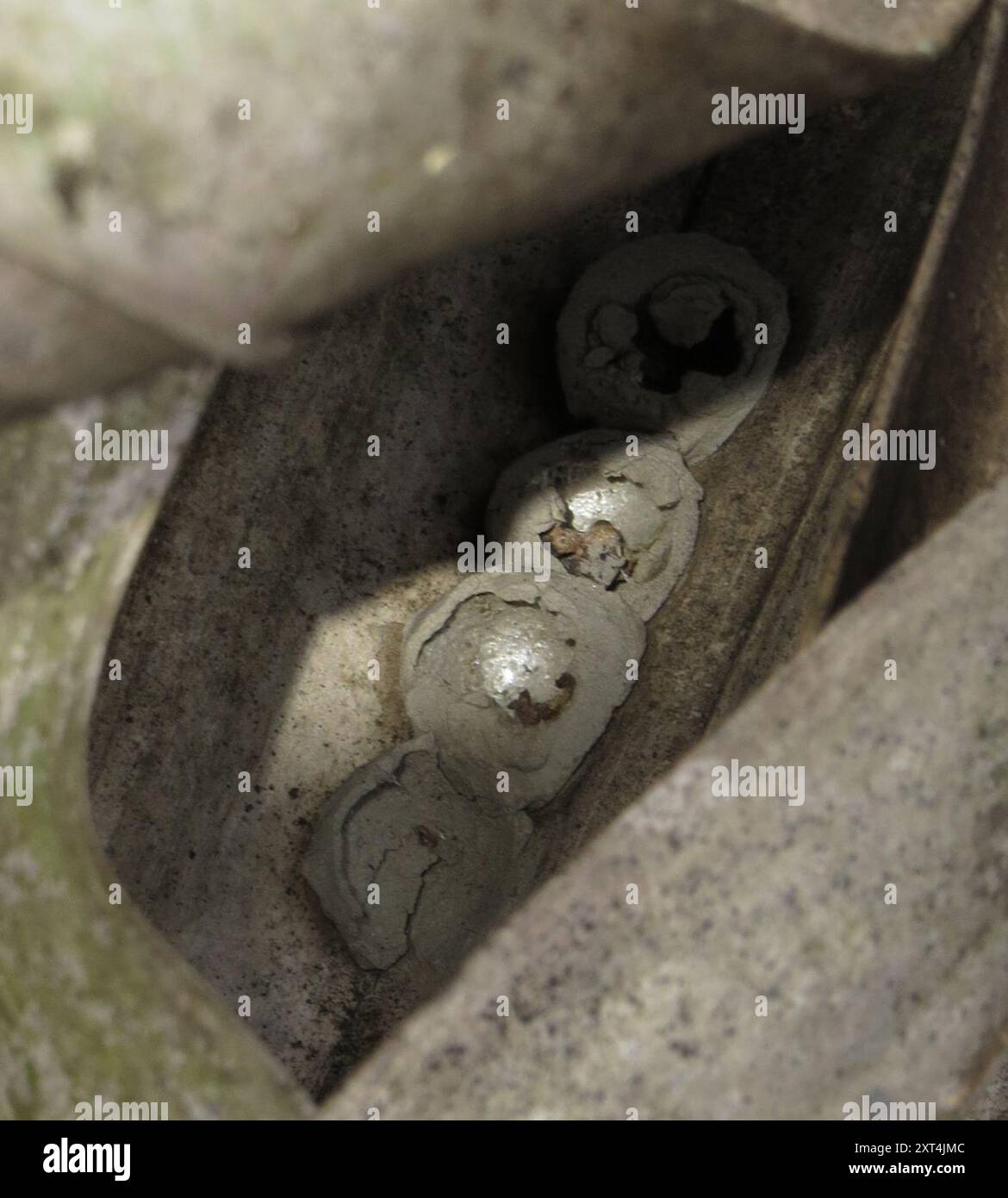 Typical Potter Wasps (Eumenes) Insecta Stock Photo - Alamy