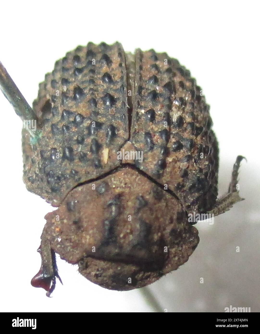 Carcass Beetles (Omorgus) Insecta Stock Photo - Alamy