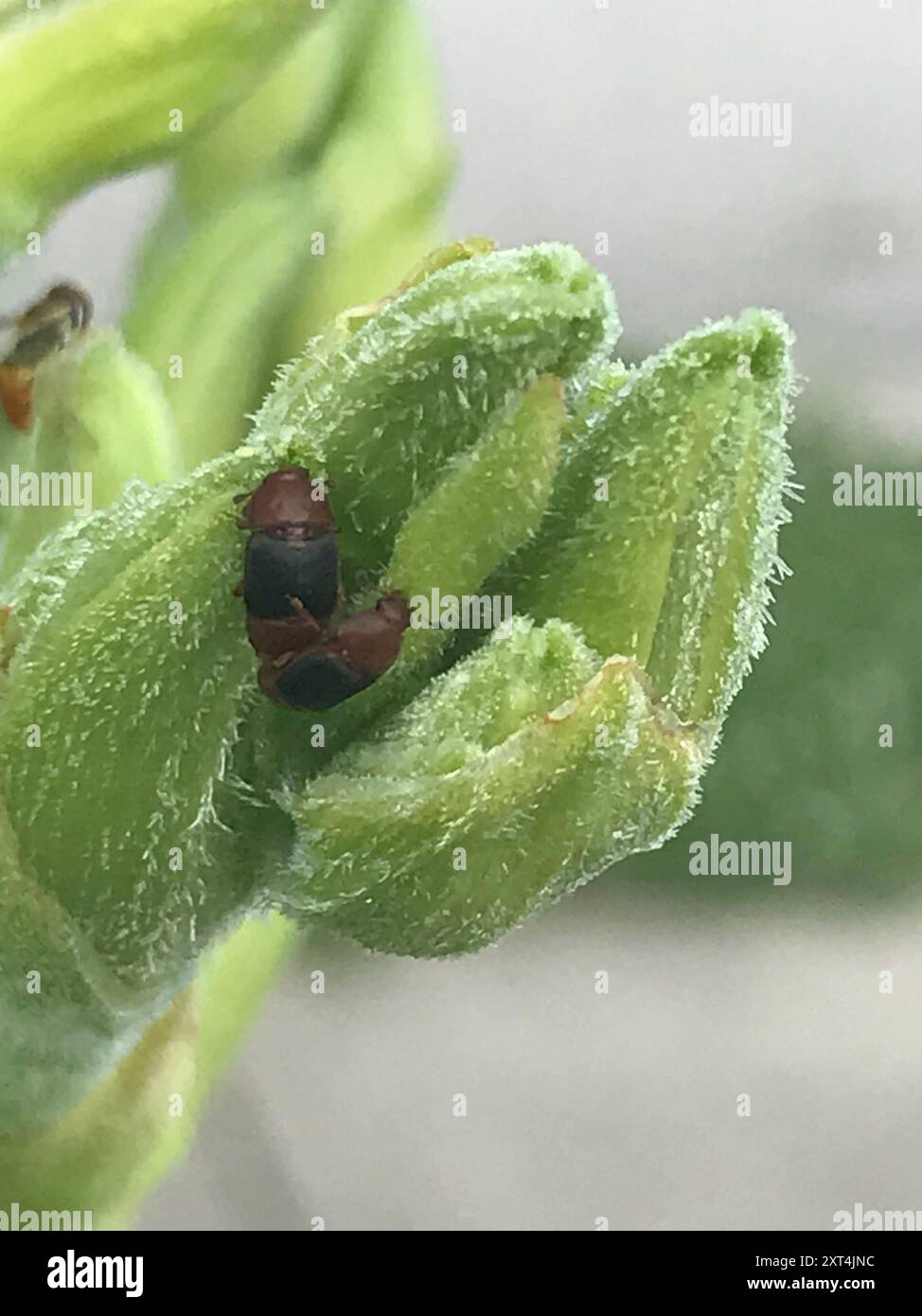 Yucca Beetle (Caplothorax melanopterus) Insecta Stock Photo - Alamy