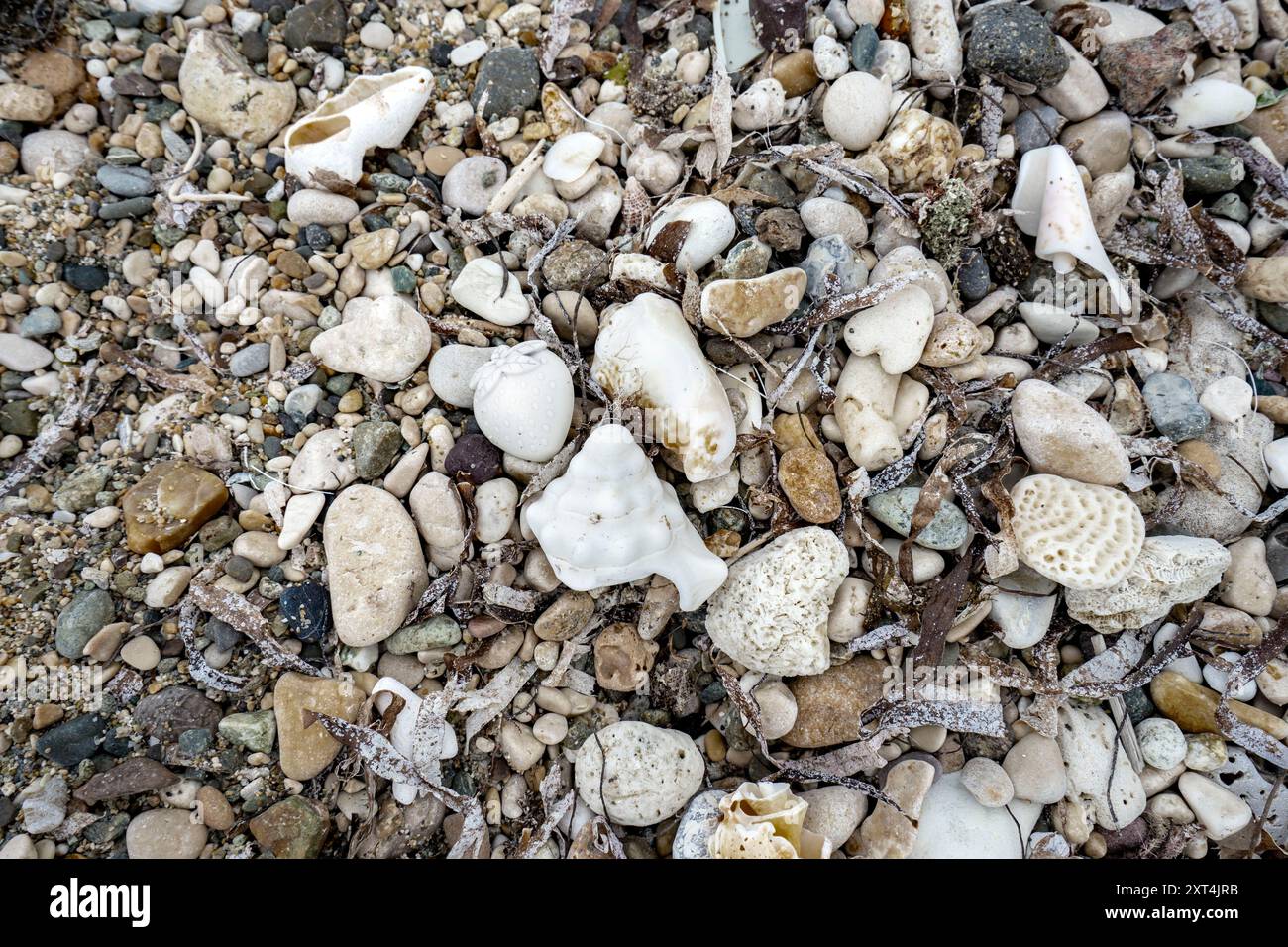 A sun-bleached plastic strawberry is blending in with the seashell ...