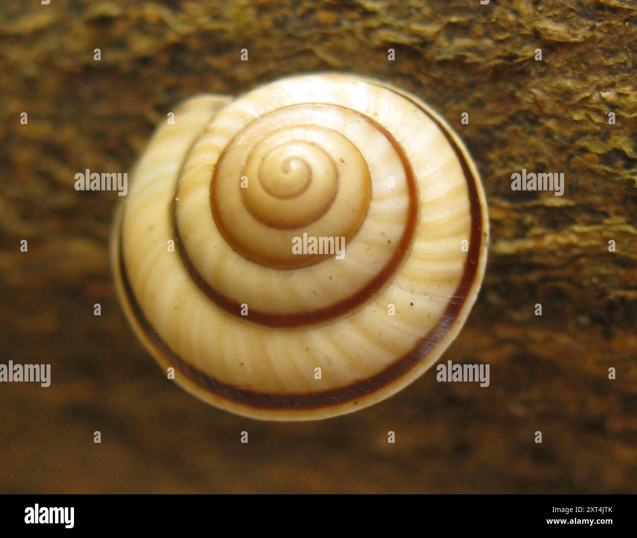 Sitala hi-res stock photography and images - Alamy