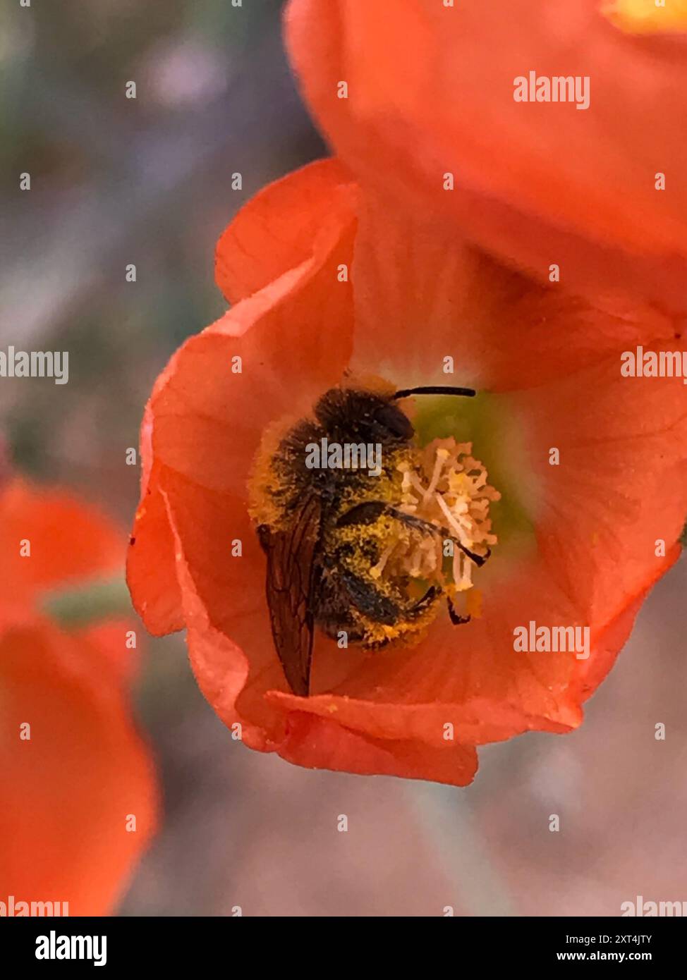Globemallow chimney bees (Diadasia diminuta) Insecta Stock Photo - Alamy