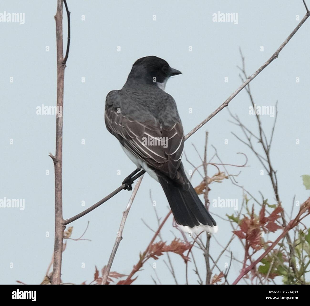 Eastern Kingbird (Tyrannus tyrannus) Aves Stock Photo - Alamy