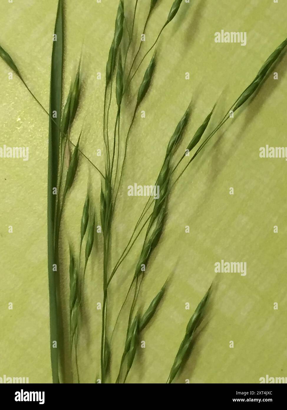 Japanese brome (Bromus japonicus) Plantae Stock Photo - Alamy