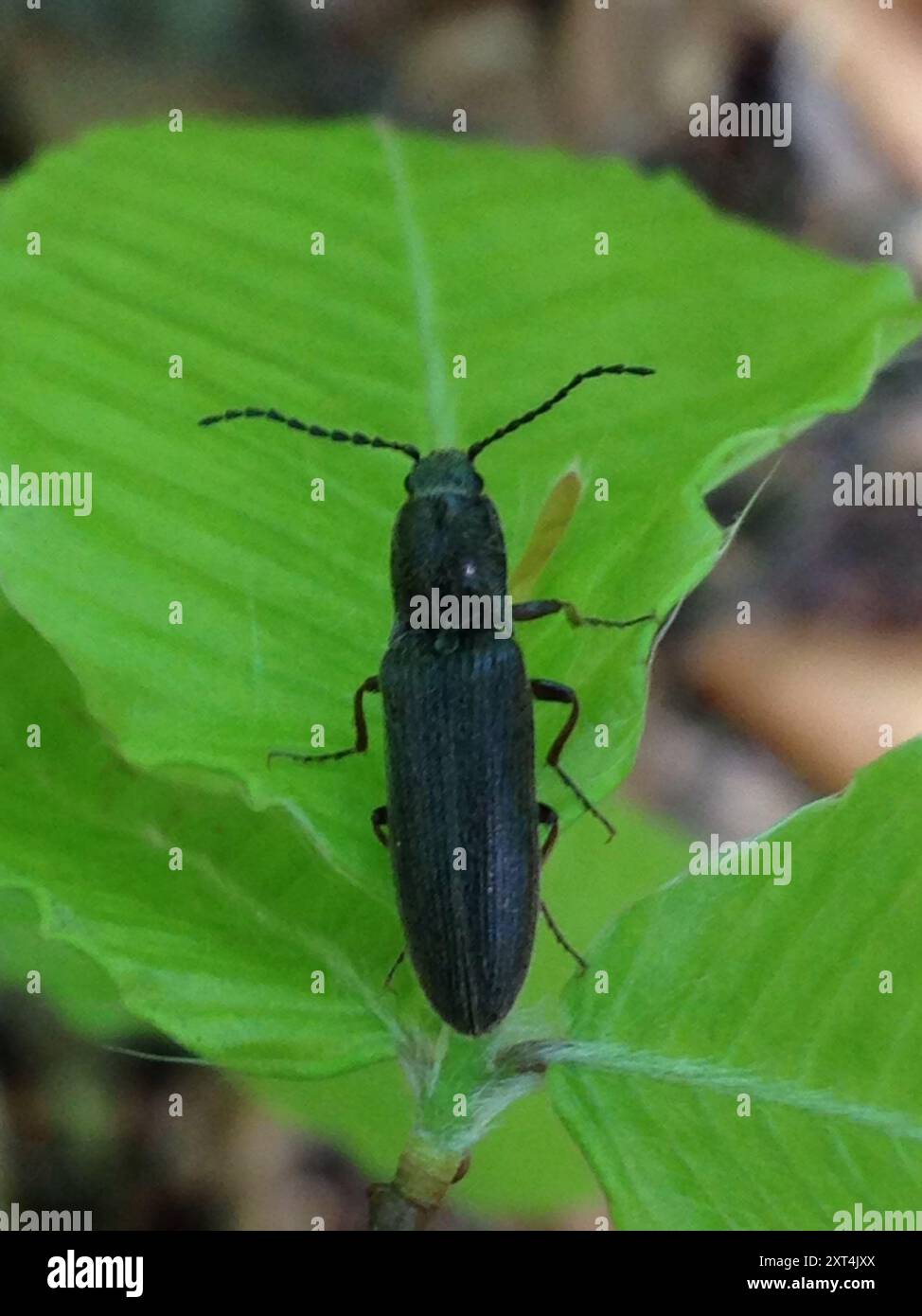 Cylindrical Click Beetle (Sylvanelater cylindriformis) Insecta Stock ...
