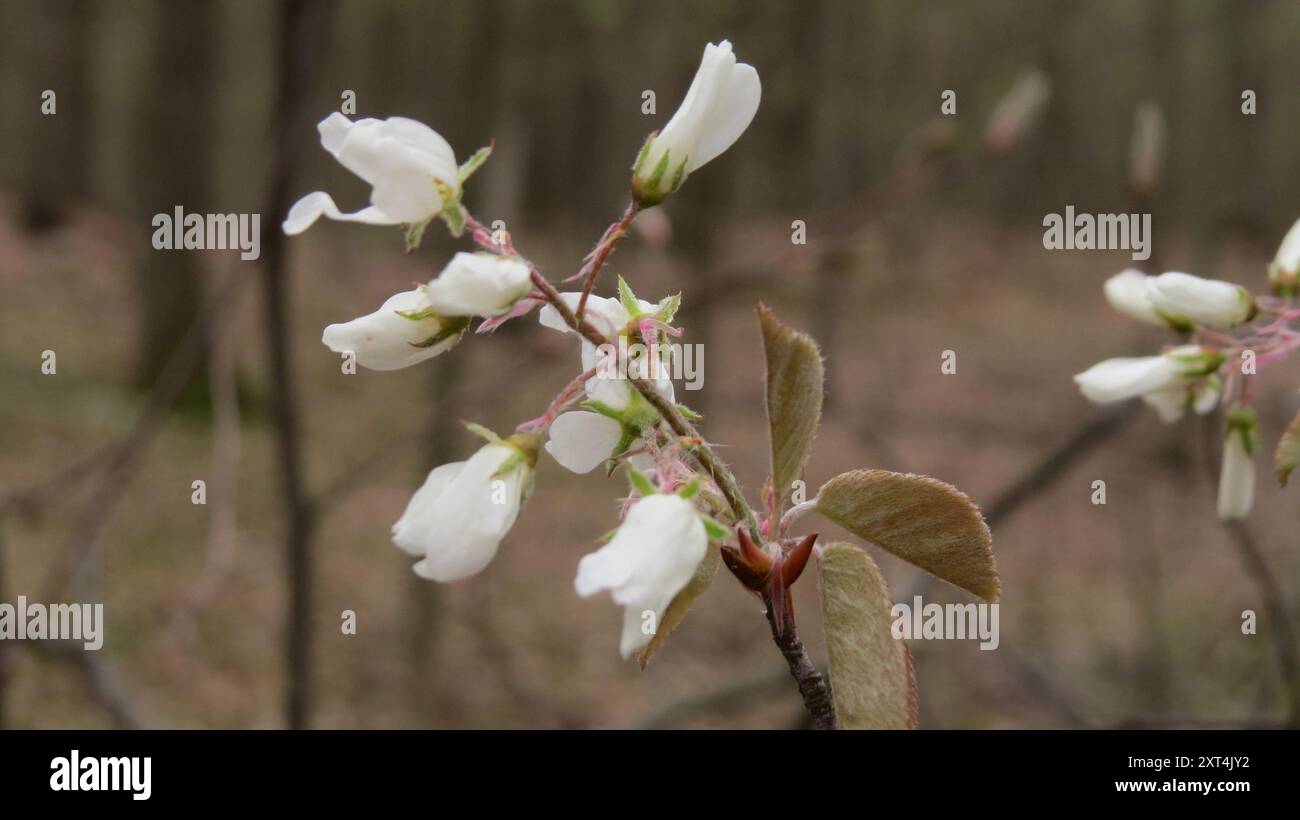 common serviceberry (Amelanchier arborea) Plantae Stock Photo - Alamy