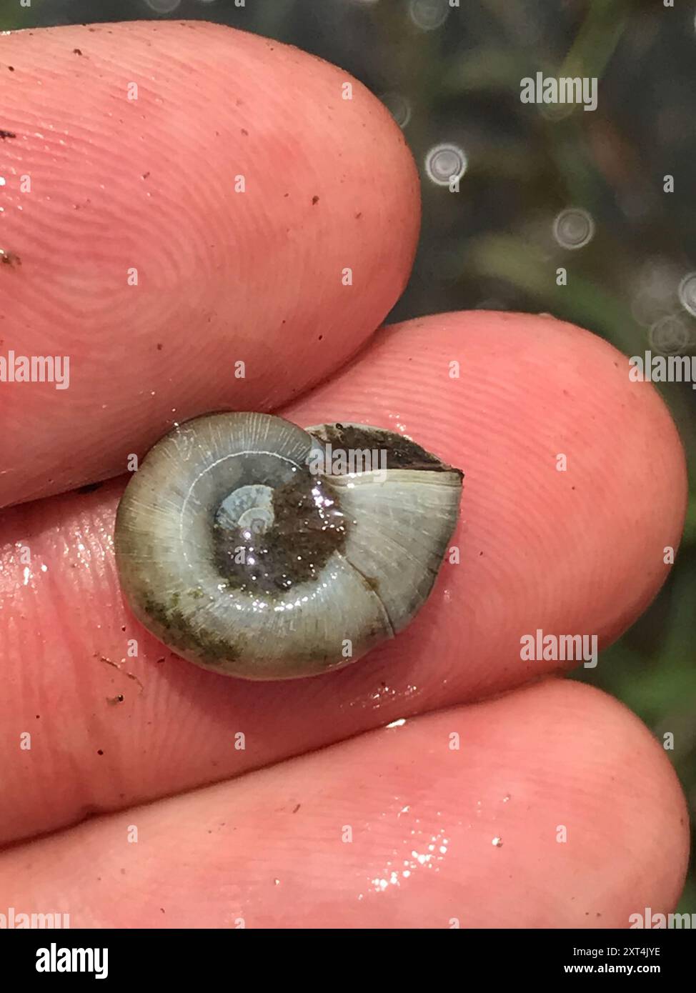 Ramshorn snails (Planorbidae) Mollusca Stock Photo - Alamy