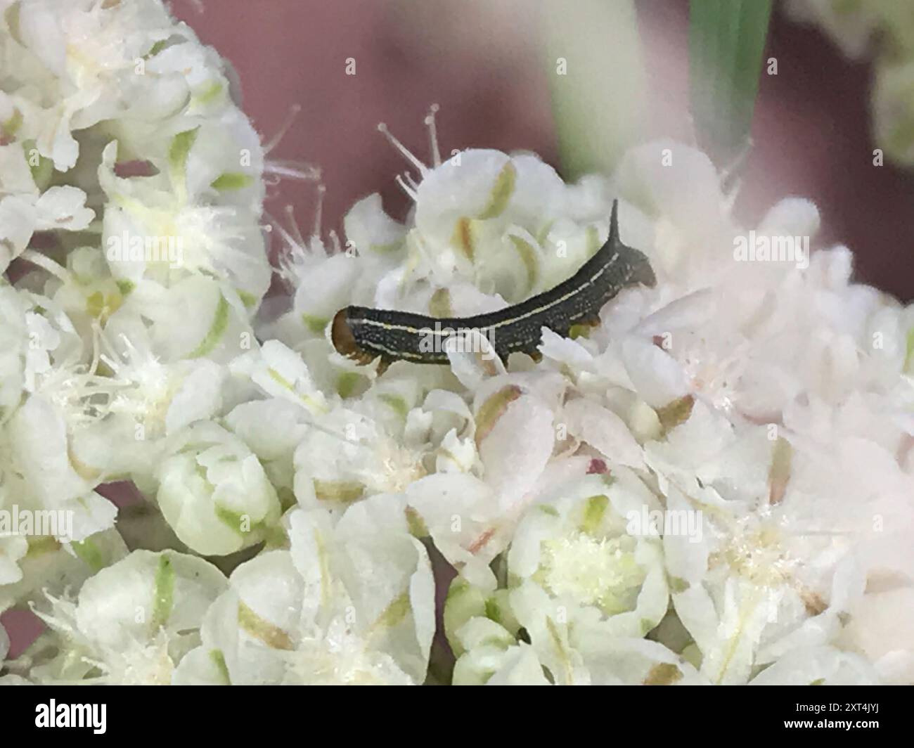 White-lined Sphinx (Hyles lineata) Insecta Stock Photo - Alamy