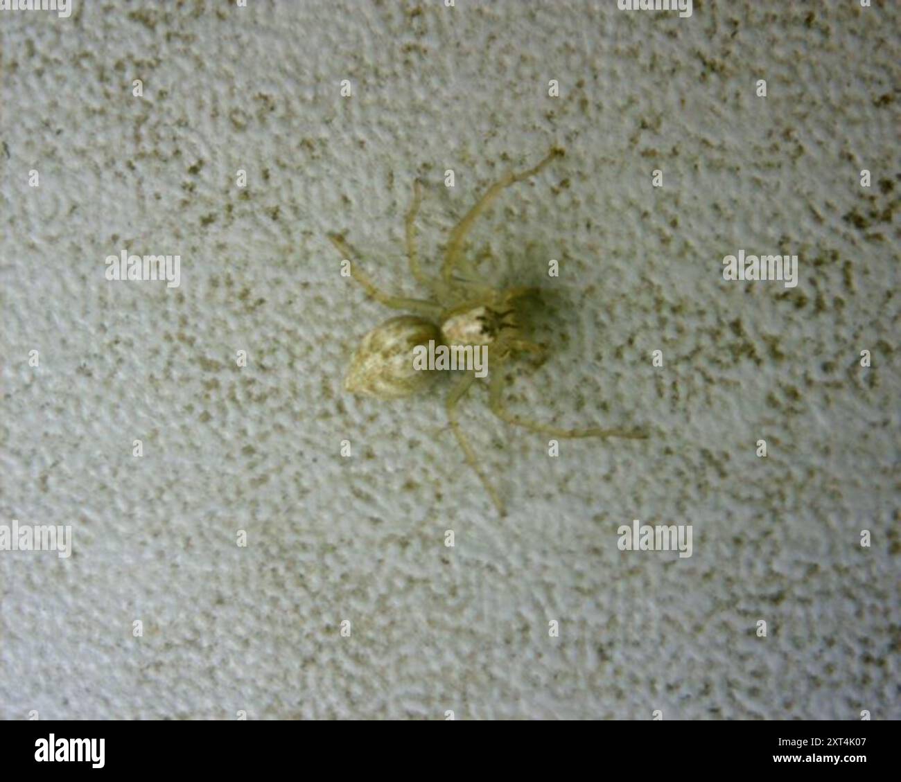 Grass lynx spiders (Oxyopes) Arachnida Stock Photo - Alamy