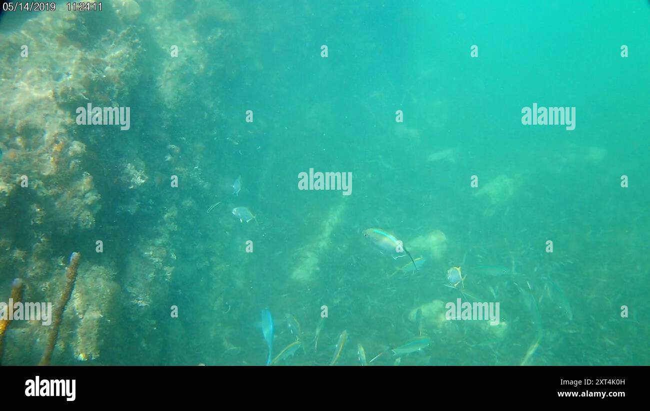 Bar Jack (Caranx ruber) Actinopterygii Stock Photo - Alamy