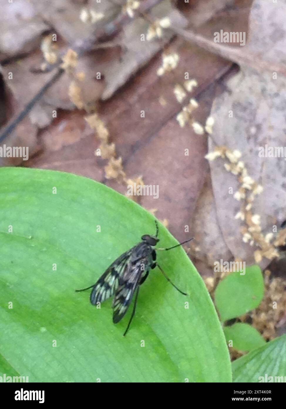 Common Snipe Fly (Rhagio mystaceus) Insecta Stock Photo - Alamy