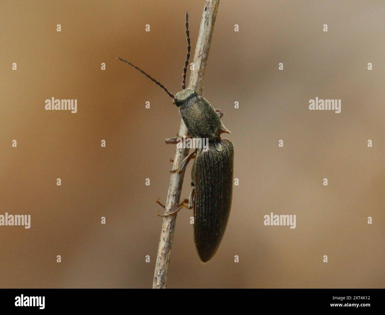 Cylindrical Click Beetle (Sylvanelater cylindriformis) Insecta Stock ...