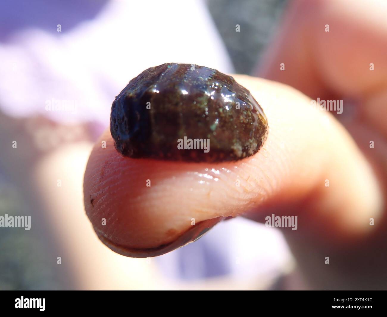 Chitons (Polyplacophora) Mollusca Stock Photo - Alamy