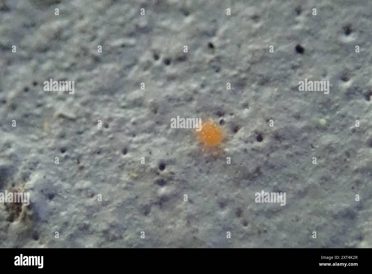 Mites and Ticks (Acari) Arachnida Stock Photo - Alamy