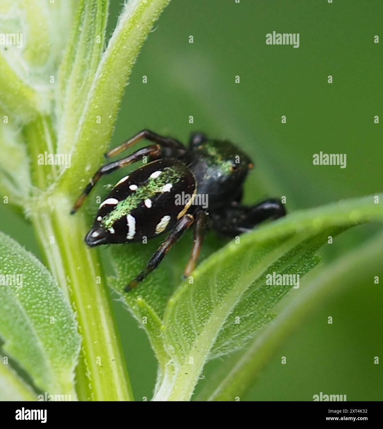 Golden Jumping Spider (Paraphidippus aurantius) Arachnida Stock Photo ...