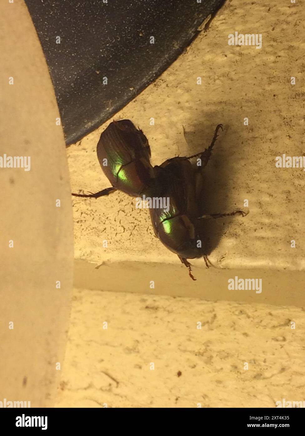 Margined Shining Leaf Chafer (Callistethus marginatus) Insecta Stock ...