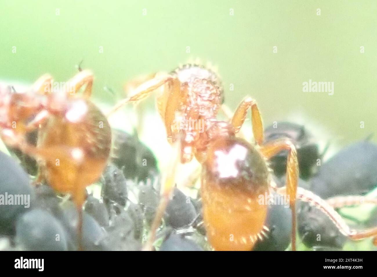 European fire ant (Myrmica rubra) Insecta Stock Photo - Alamy