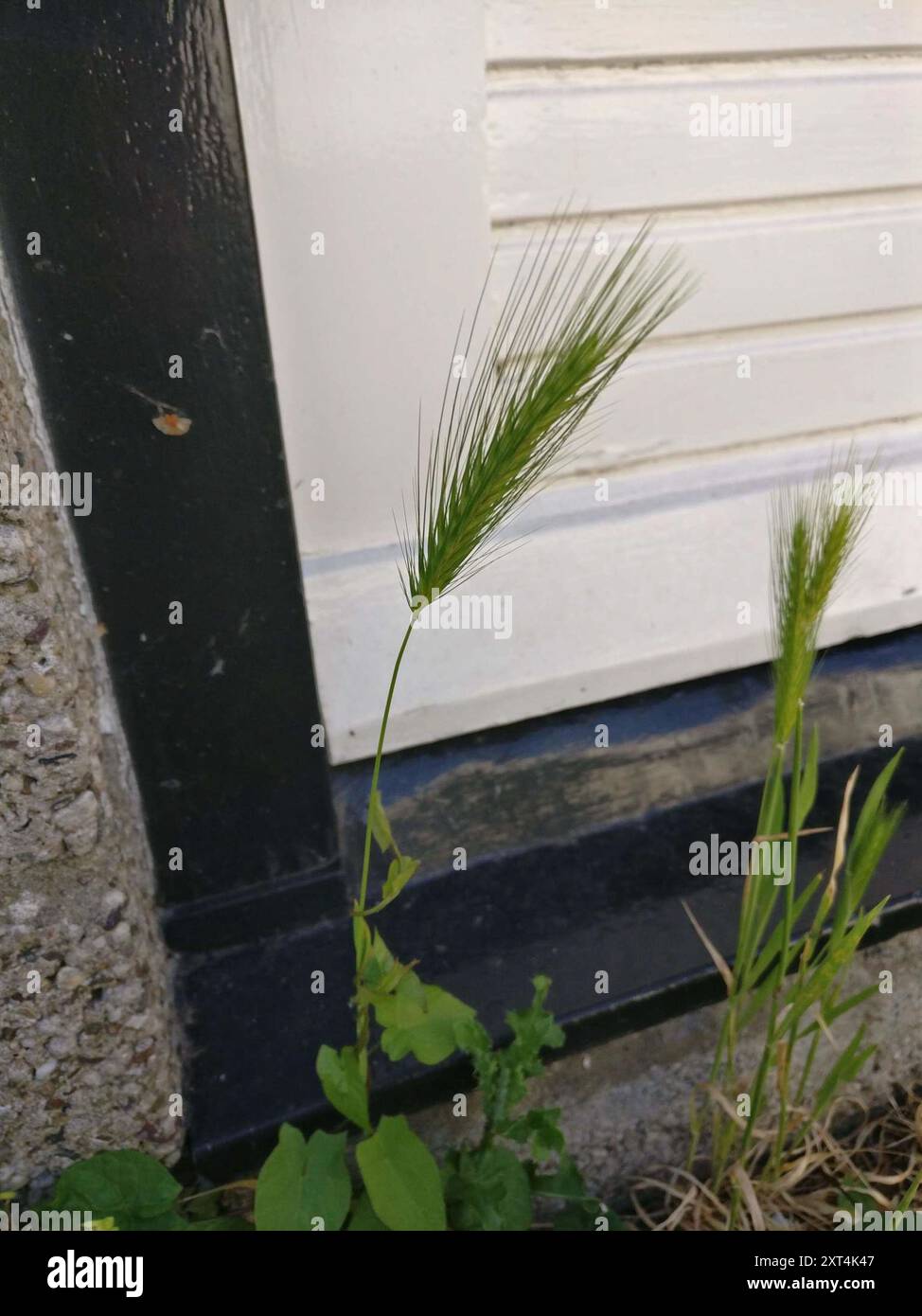 wall barley (Hordeum murinum) Plantae Stock Photo - Alamy