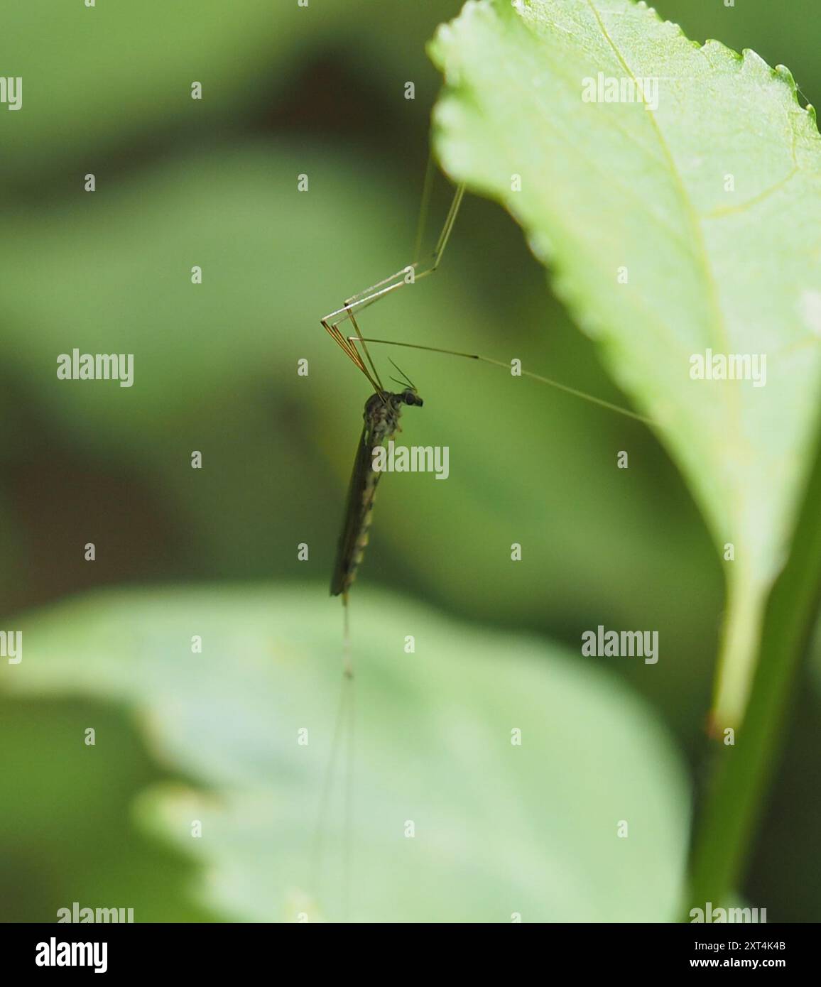 Crane Flies (Tipulomorpha) Insecta Stock Photo - Alamy