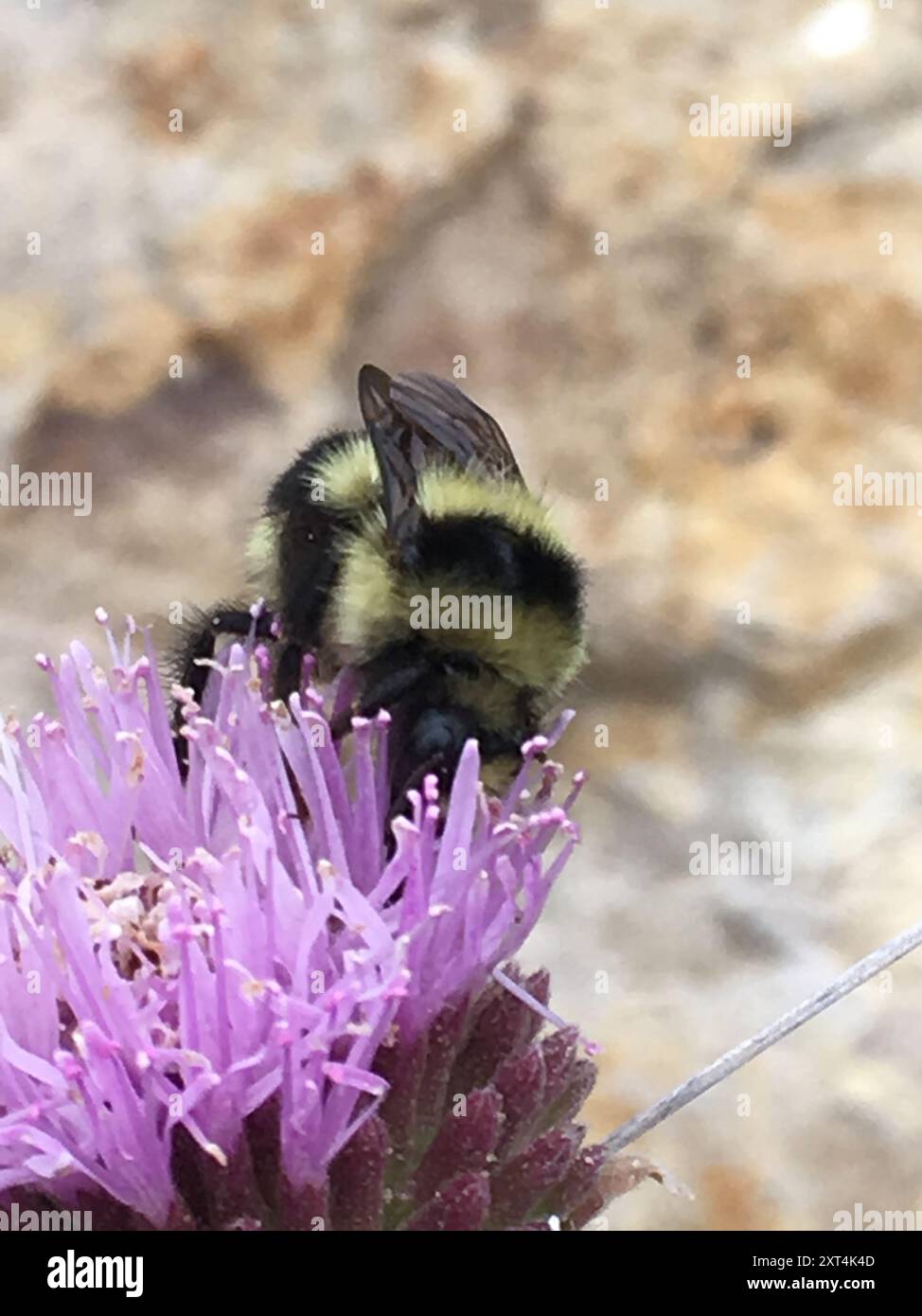 Black-tailed Bumble Bee (Bombus melanopygus) Insecta Stock Photo - Alamy