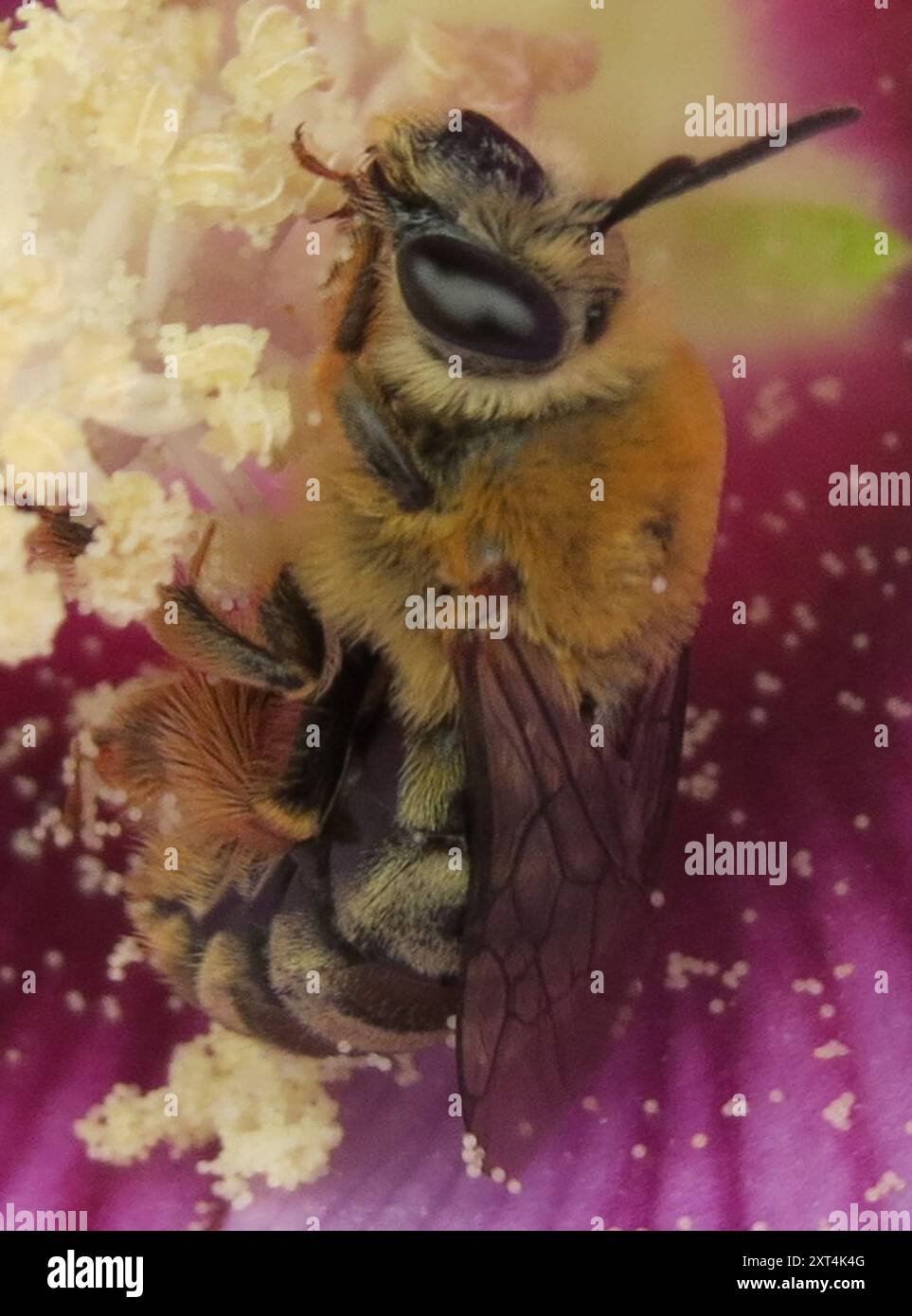 Pruinose Squash Bee (Peponapis pruinosa) Insecta Stock Photo - Alamy